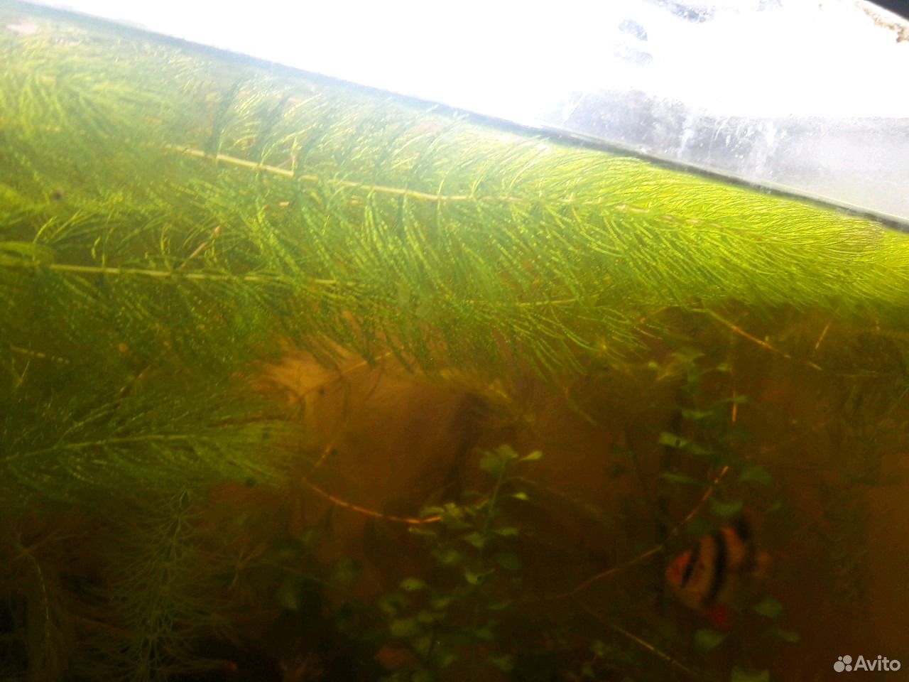 Аквариумные растения