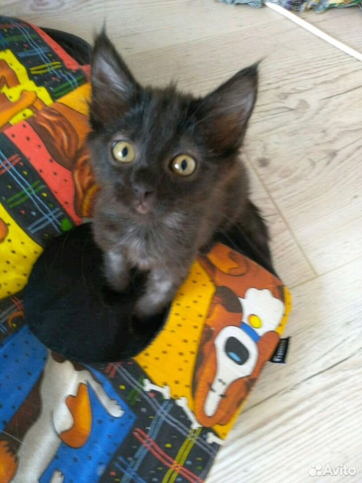 Черный котенок девочка 2мес
