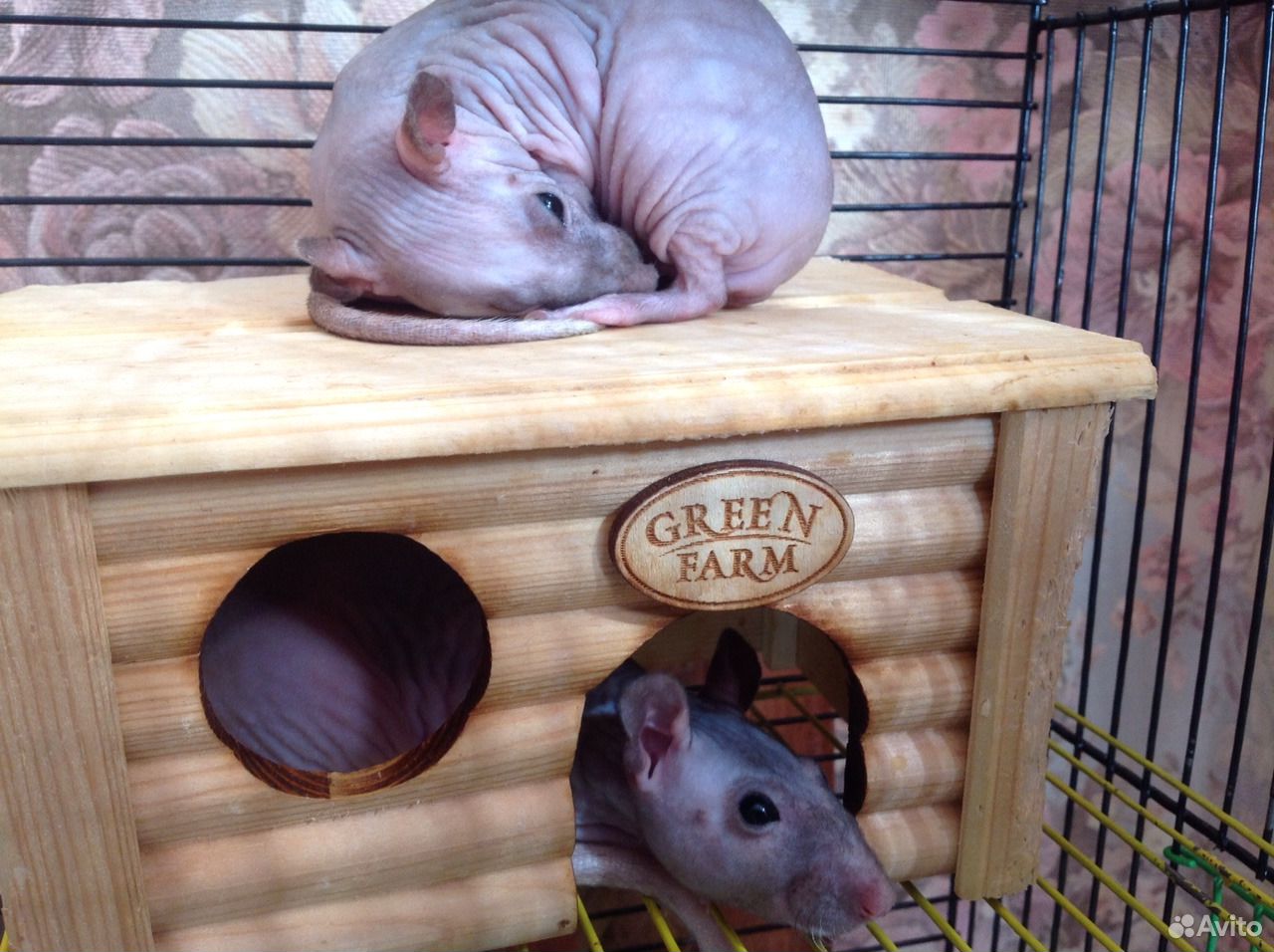 Крысы сфинкс лысые с клеткой