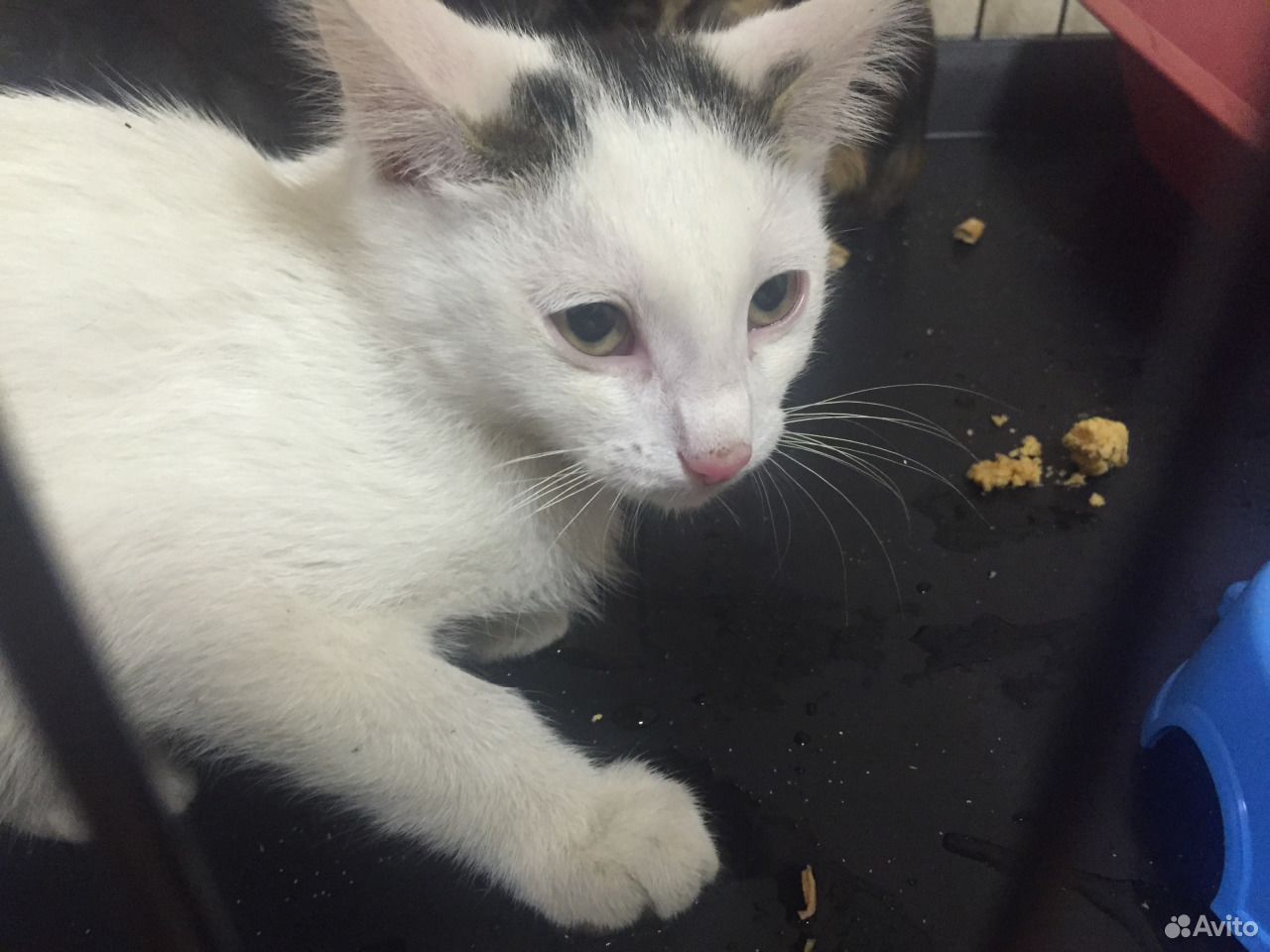 Айс ищет дом