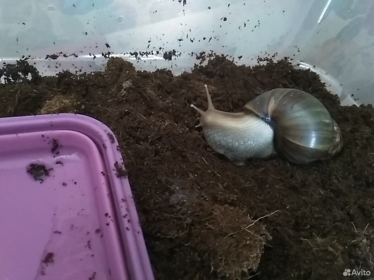 Продам улитку ахатину