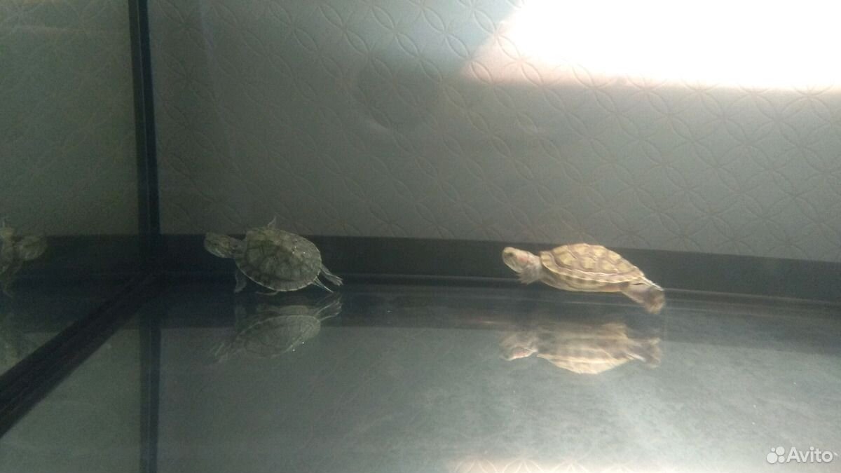 Красноухие черепашки