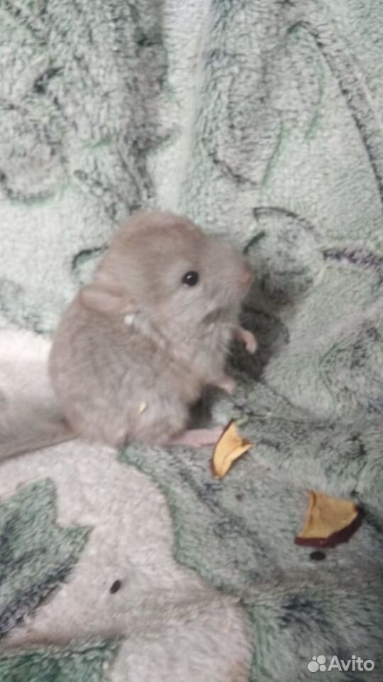 Шиншилла нкпа