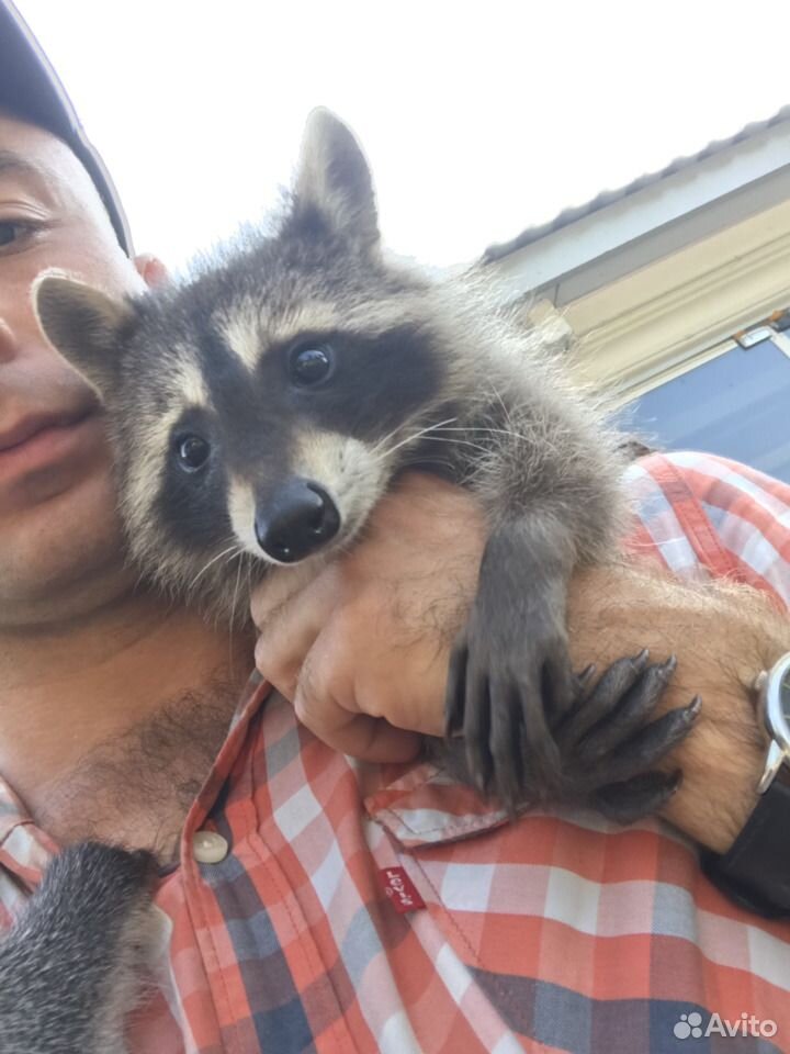 Суперручной енот Звездочка