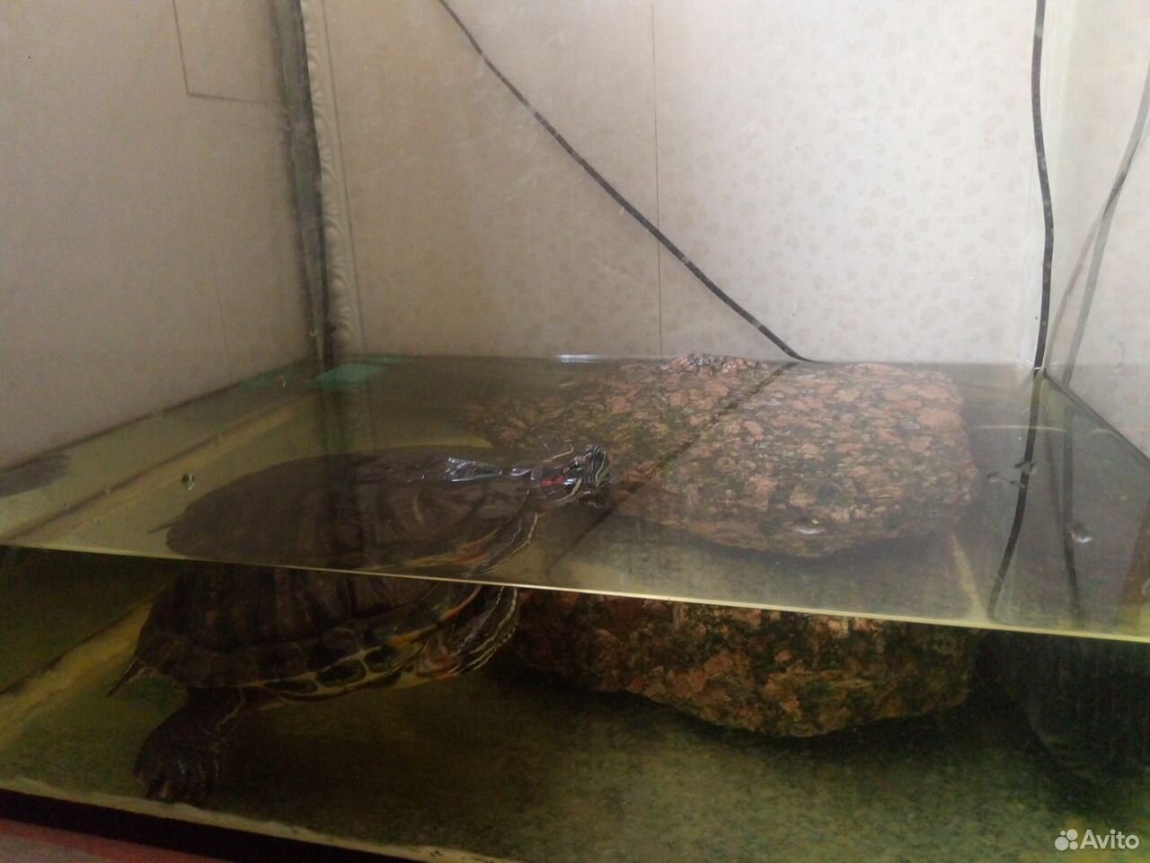 Красноухая черепаха