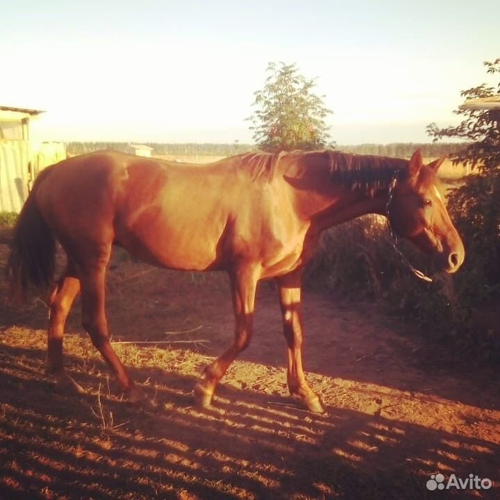 Лошадь с жеребенком "Русская рысистая"