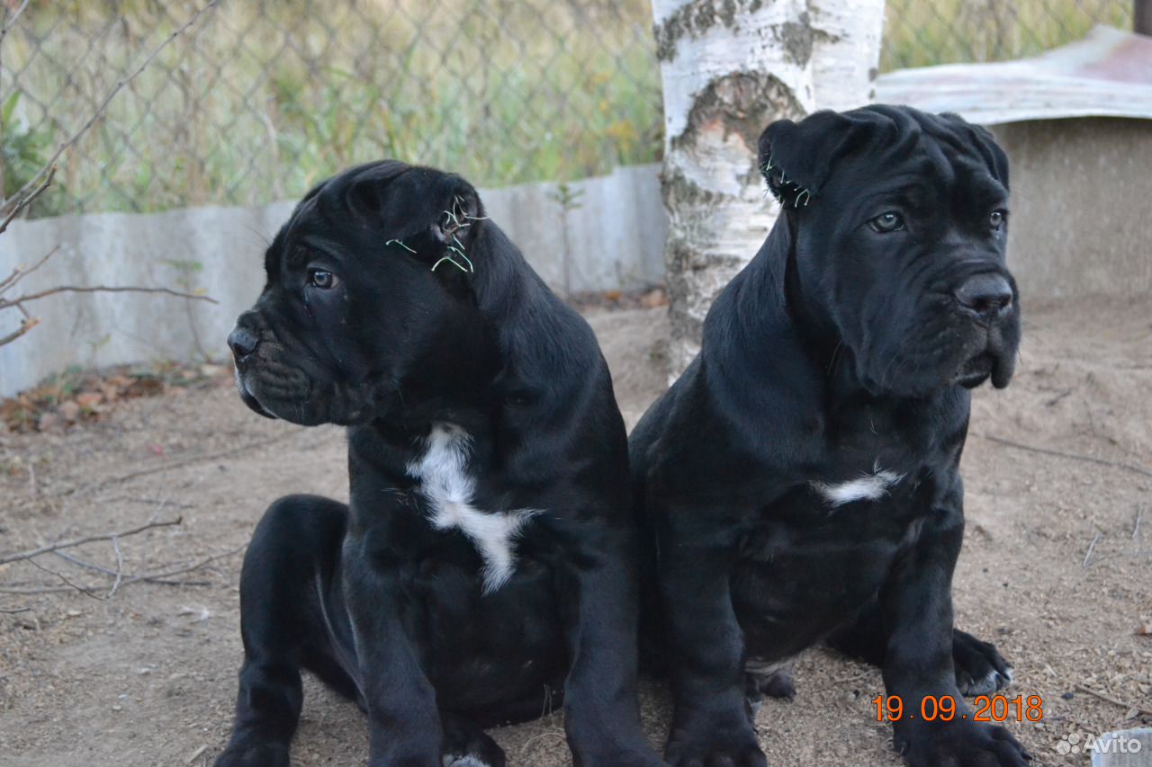 Щенки кане корсо