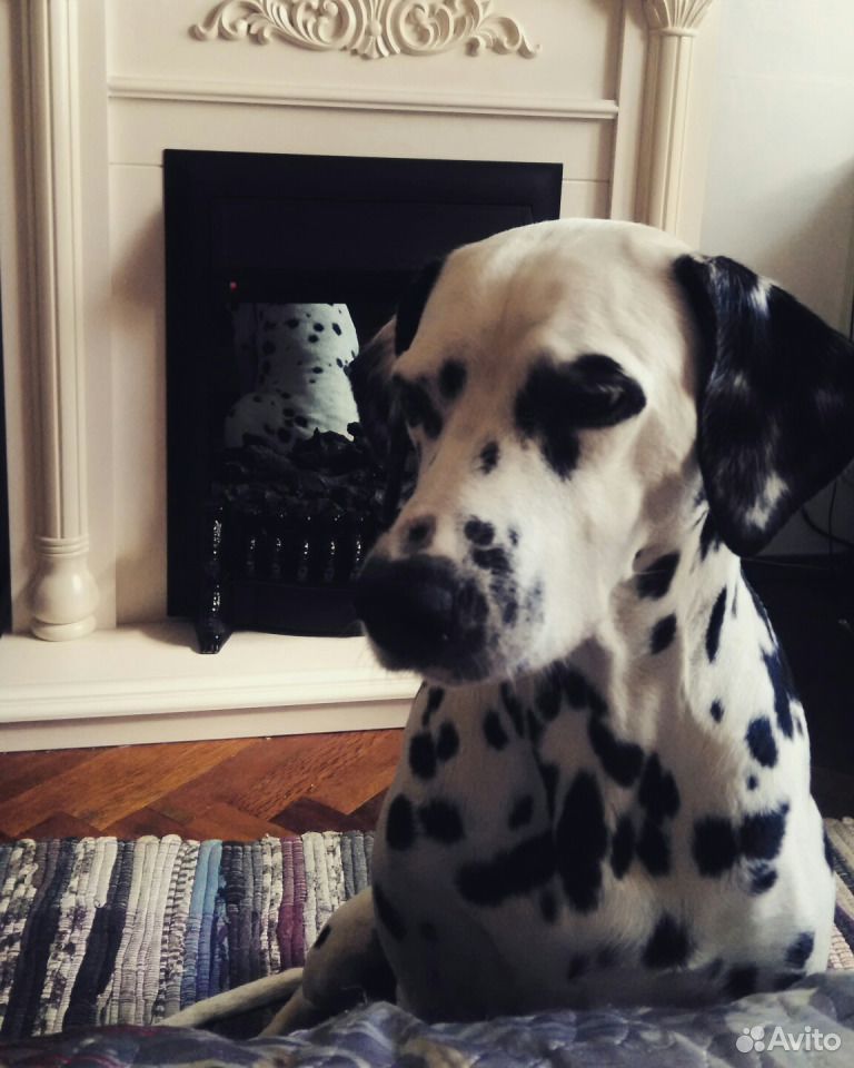 Щенок кабель