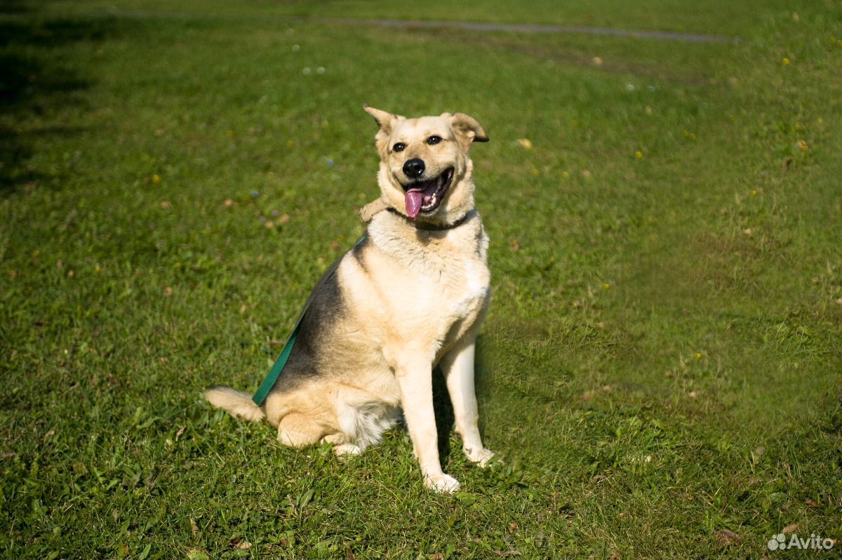 Почти овчарка в добрые руки