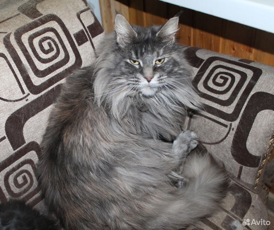 Кунята голубые