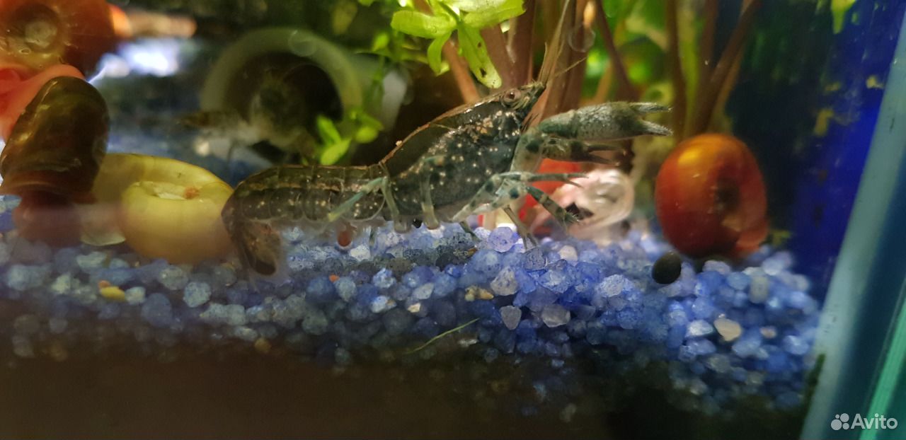 Болотный карликовый рак - Cambarellus puer