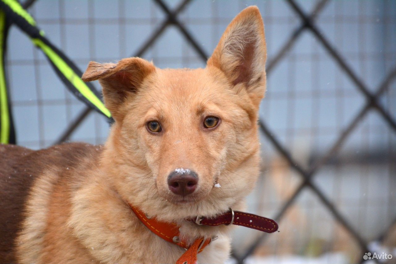 Милая девочка лисичка