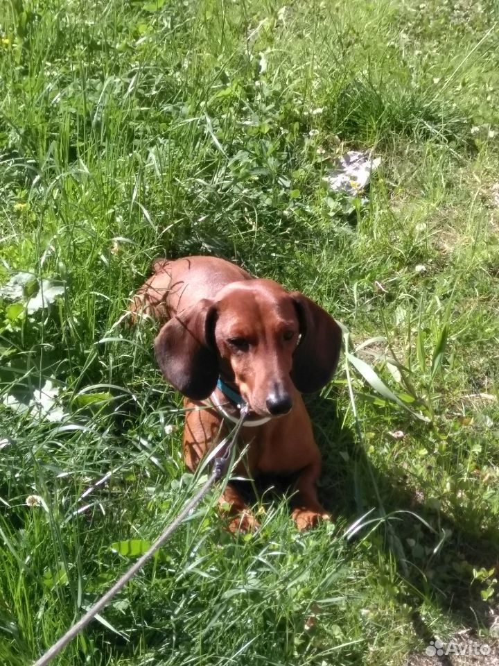 Красавчик Джонни ищет подружку