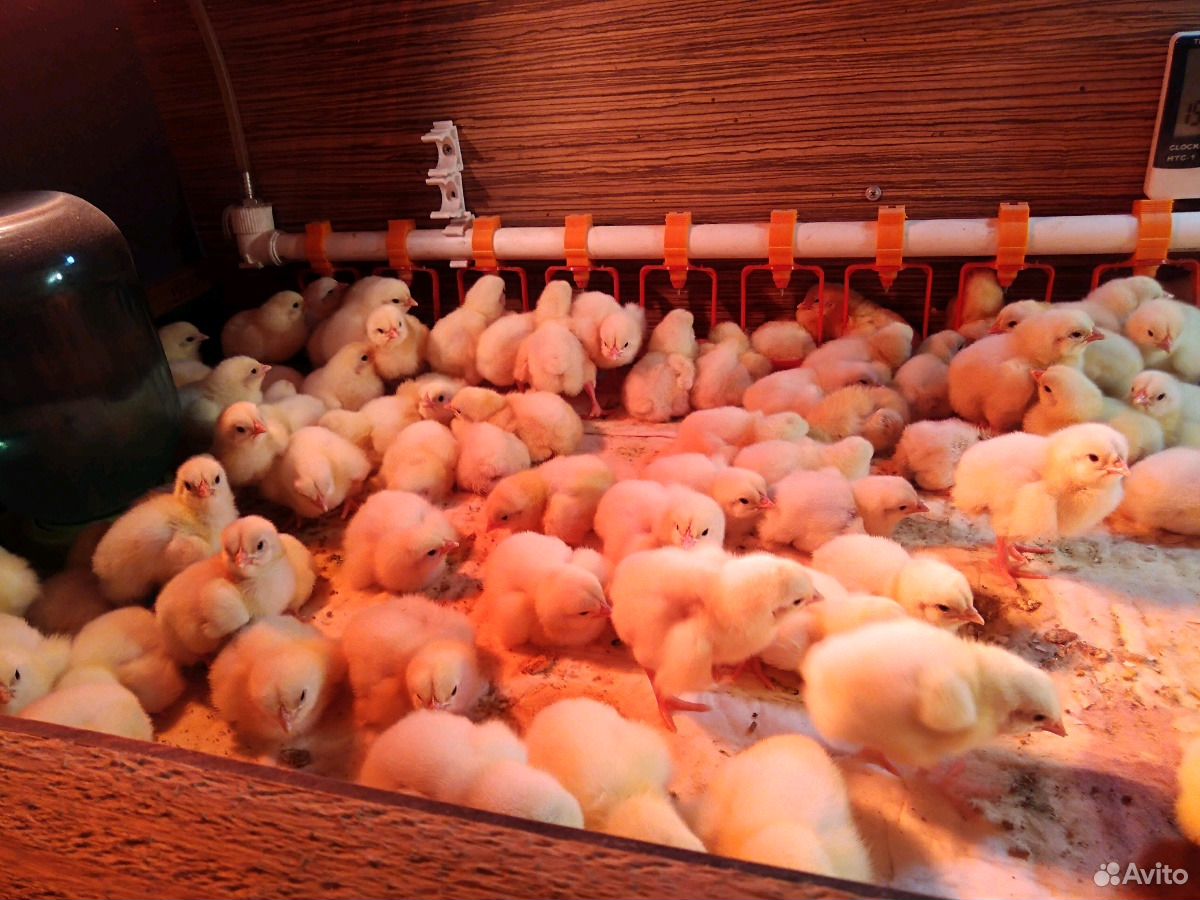 Цыплята бройлеров