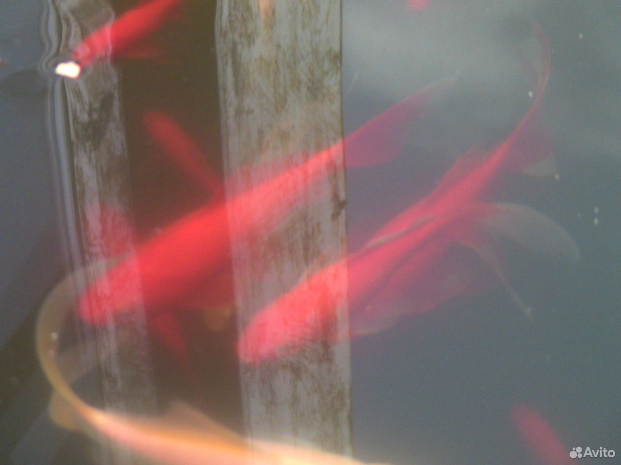 Рыбка прудовая