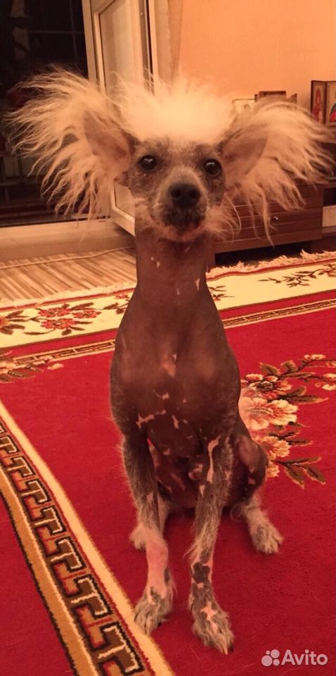 Китайская хохлатая