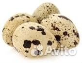 Яйца перепелиные пород Техасы, Фараон