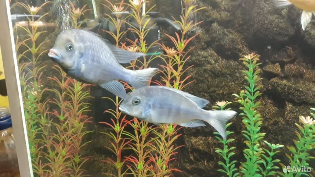 Дельфины,Пельвики, растения. Продажа,обмен