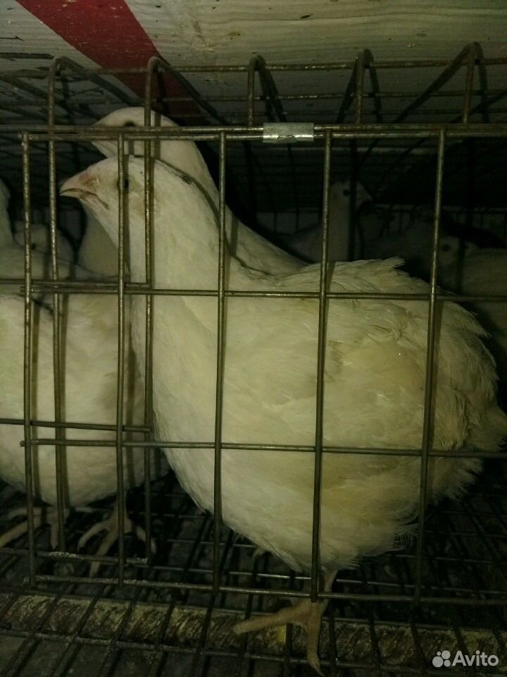 Перепела техас