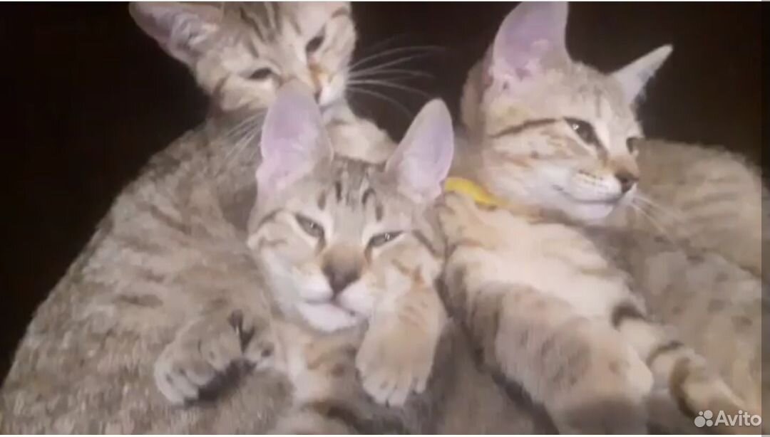 Пиксибоб котята