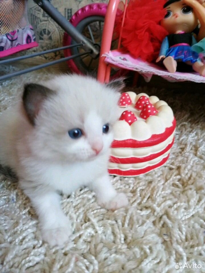 Ангелочки рэгдолл