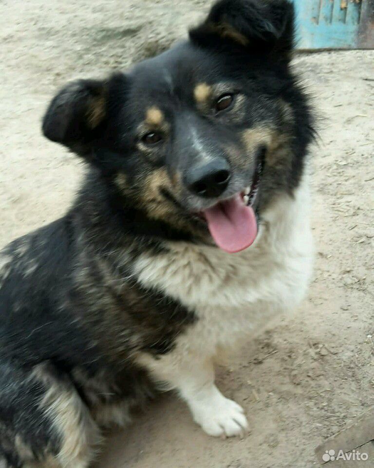 Коротколапая маленькая собака