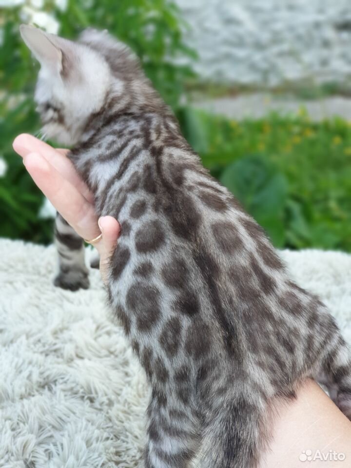 Бенгальские котята (серебро, золото, голубой)