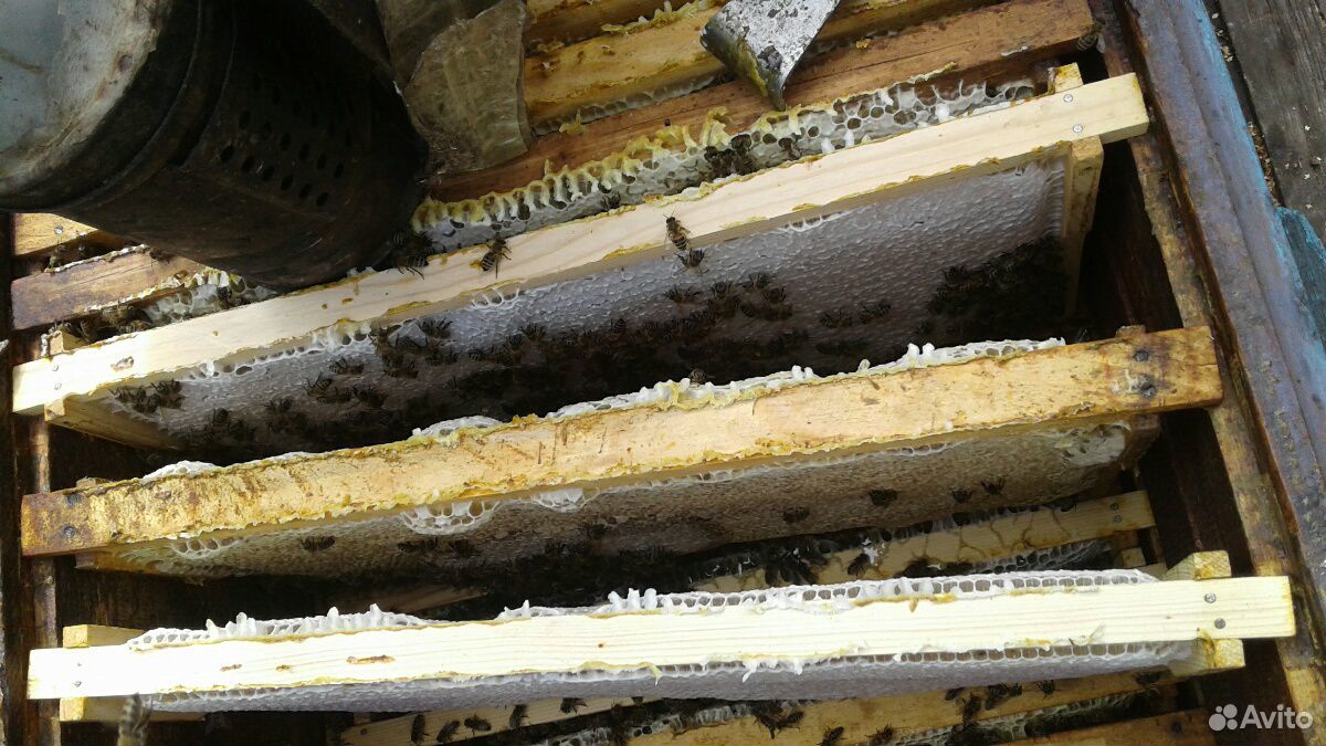 Продам пасеку.пчелы зимуют.Карника 1075.Троизек