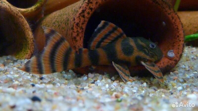 Номерные сомы