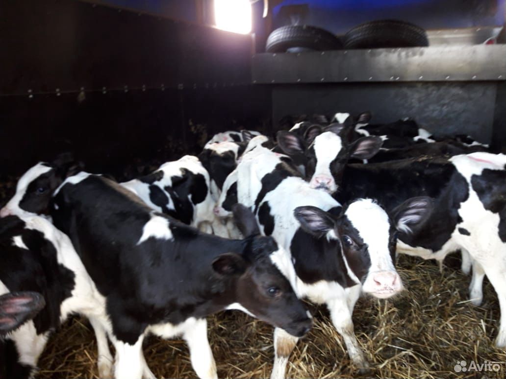 Бычки и телки