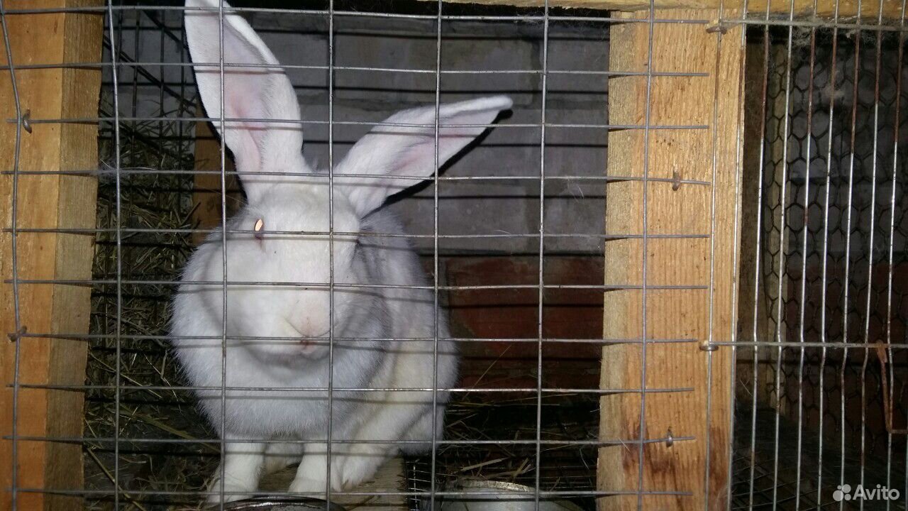 Самец белого великана