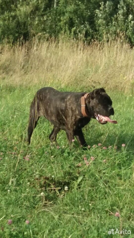 Вязка. Кане корсо. Мальчик