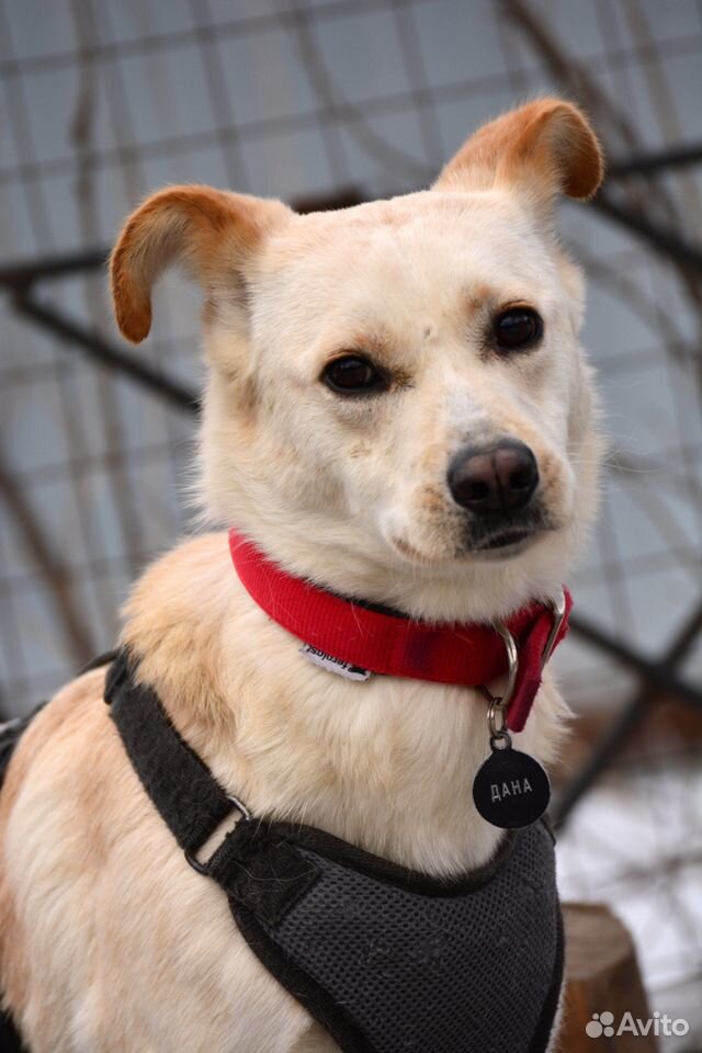 Басенька ждет хозяина