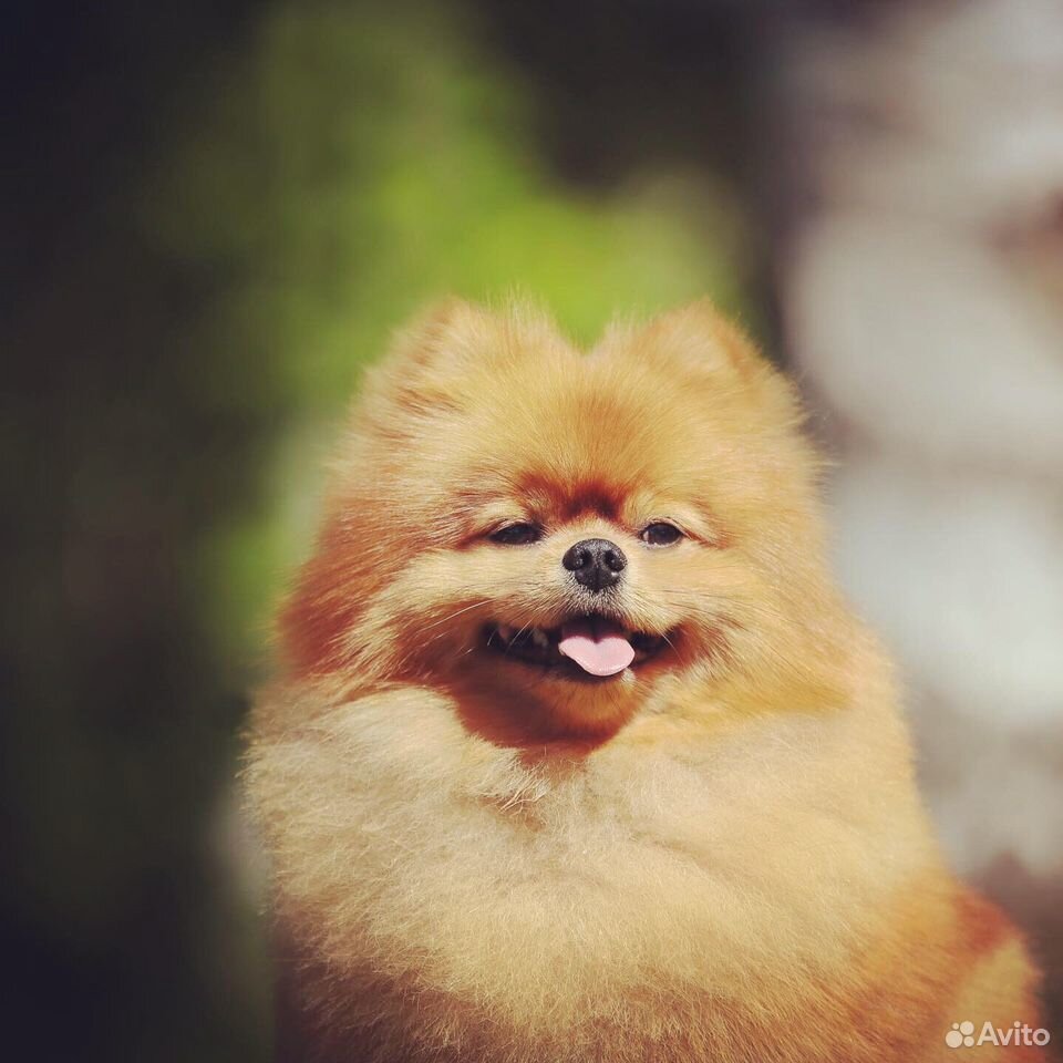 Вязка шпиц немецкий малый