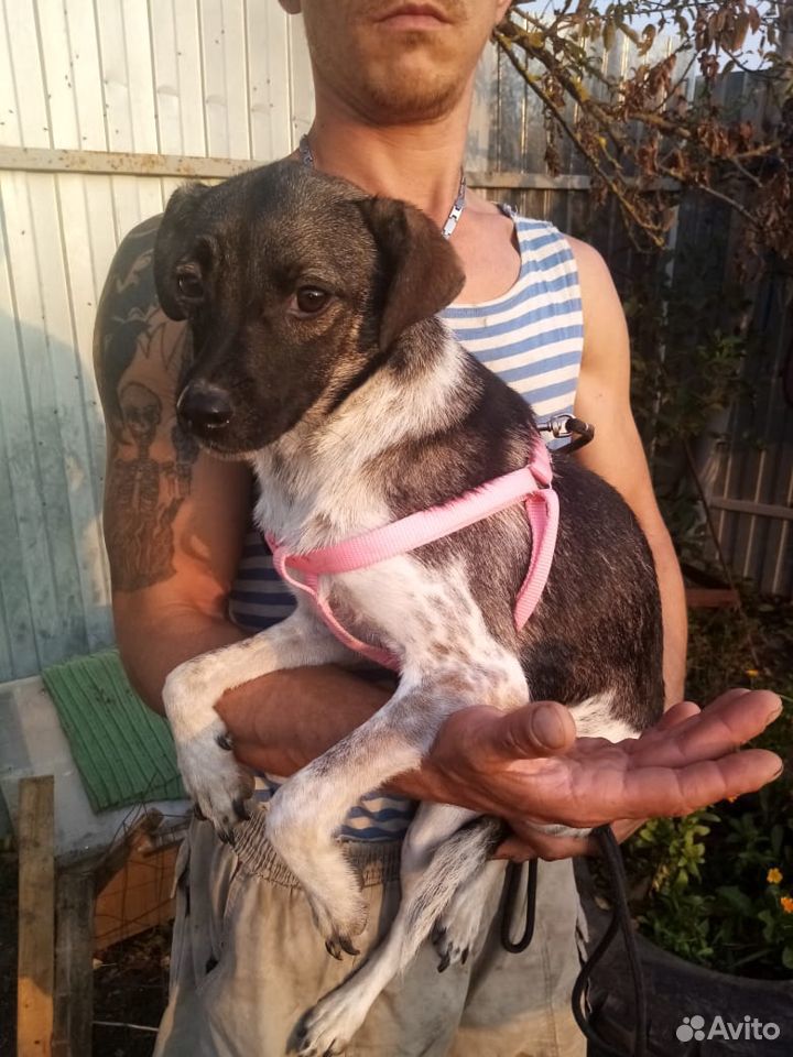 Ищет дом мелкая собачка Пепси