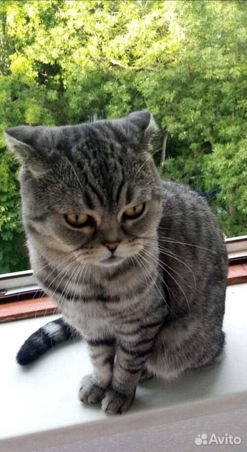 Продам котика