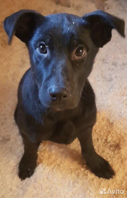 Смельчак Лорд в дар в добрые руки