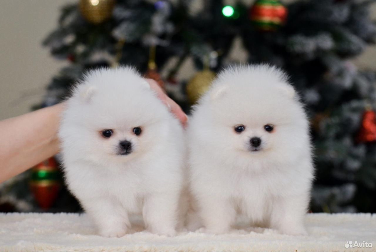 Шпицы Белоснежки