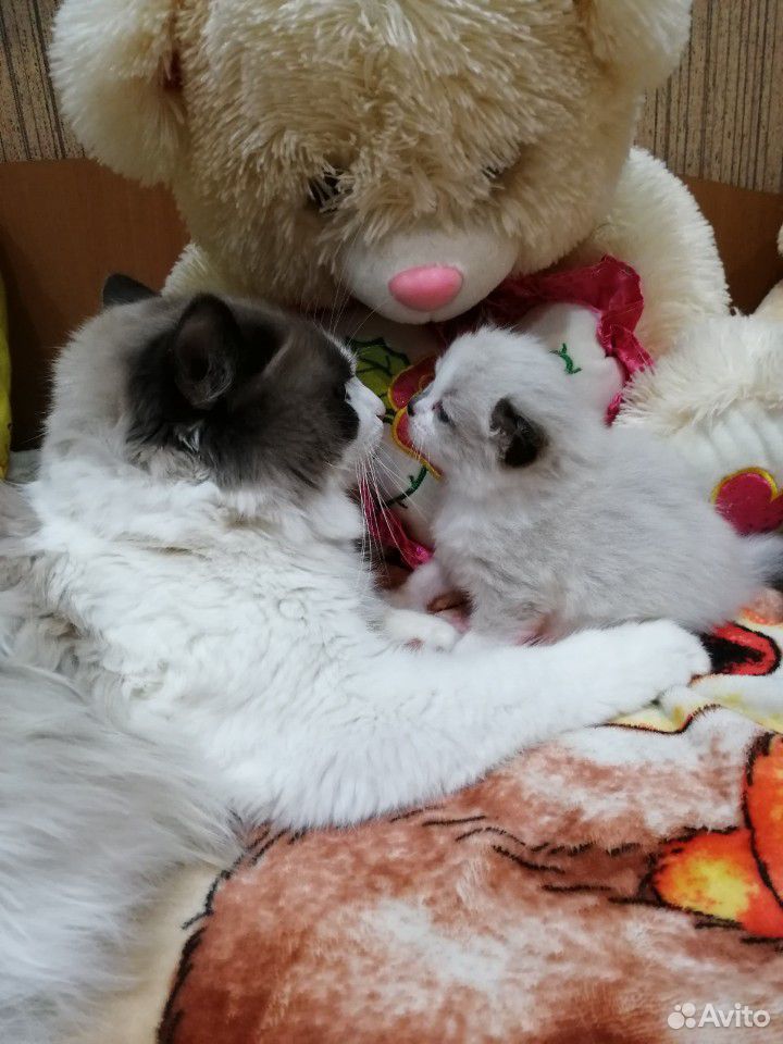 Наши милашки рэдголл