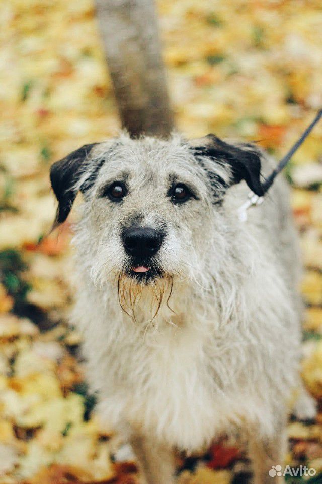 Собака бородулька Тиша ищет дом