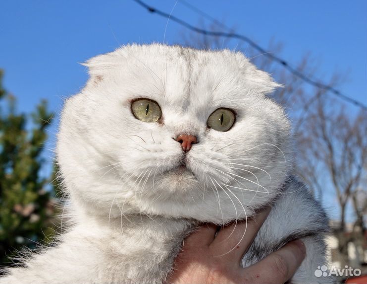 Вязка с шотландским вислоухим котом