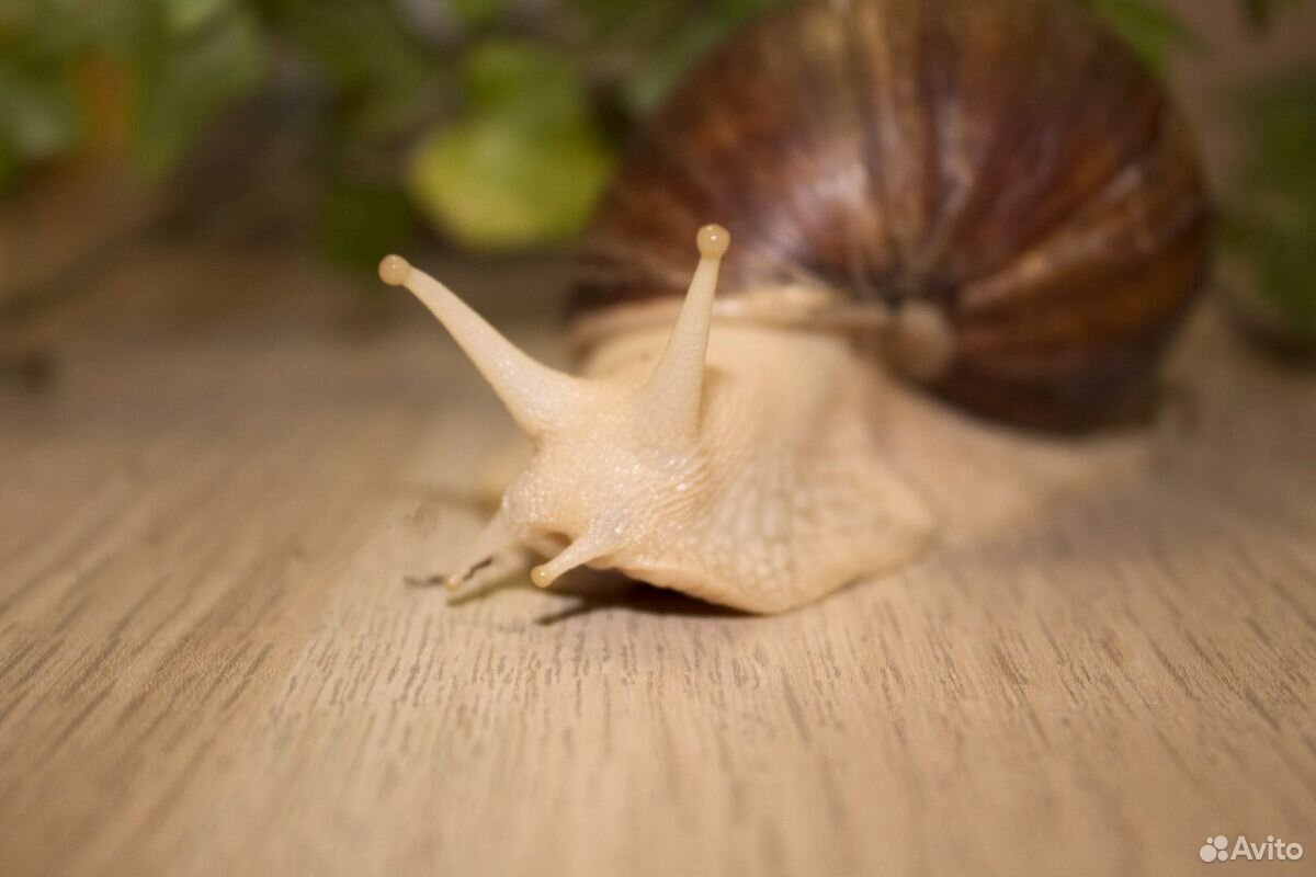 Улитята ахатин