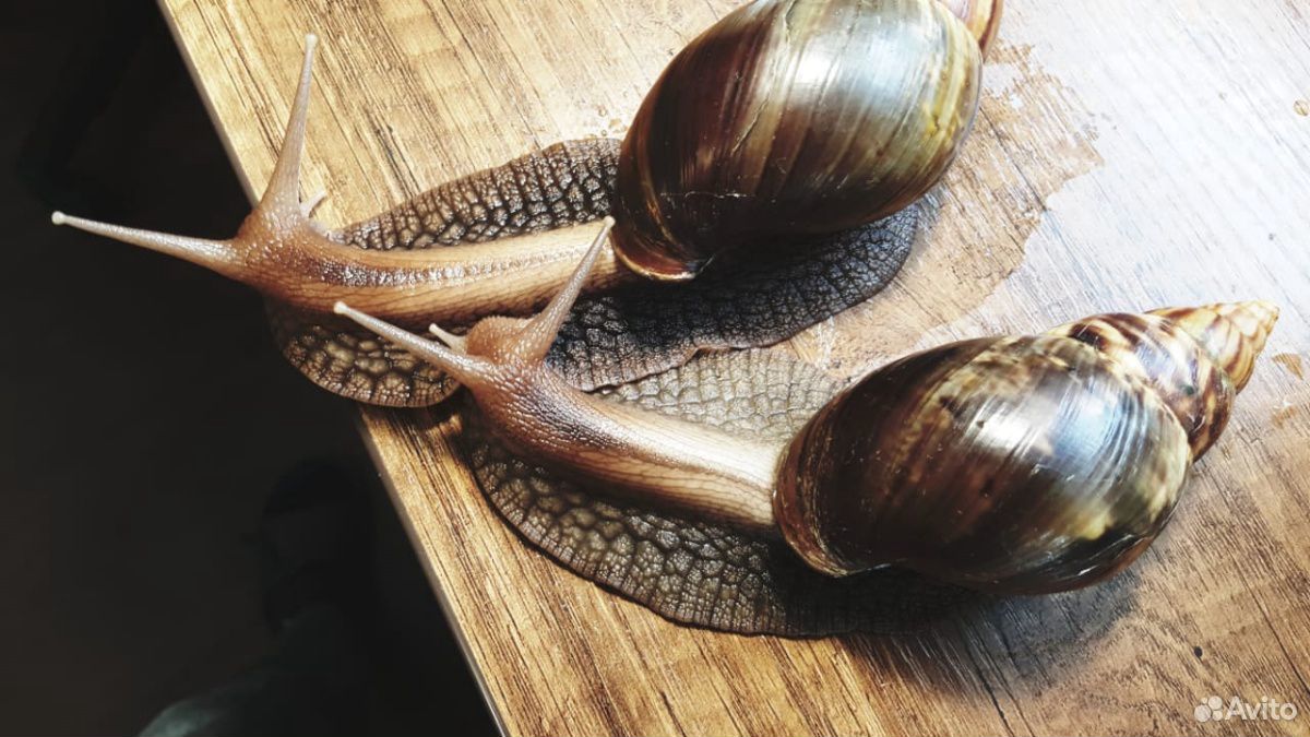 Улитка Ахатины