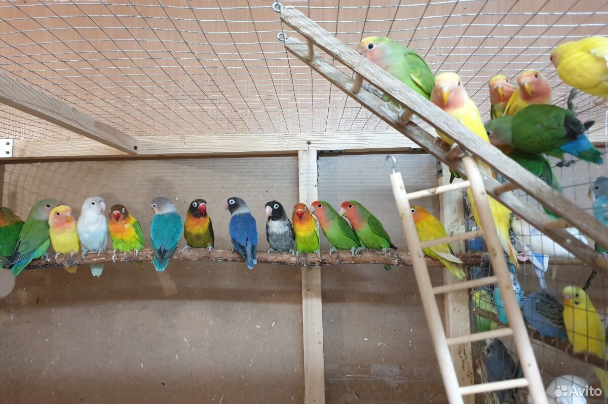 Неразлучники