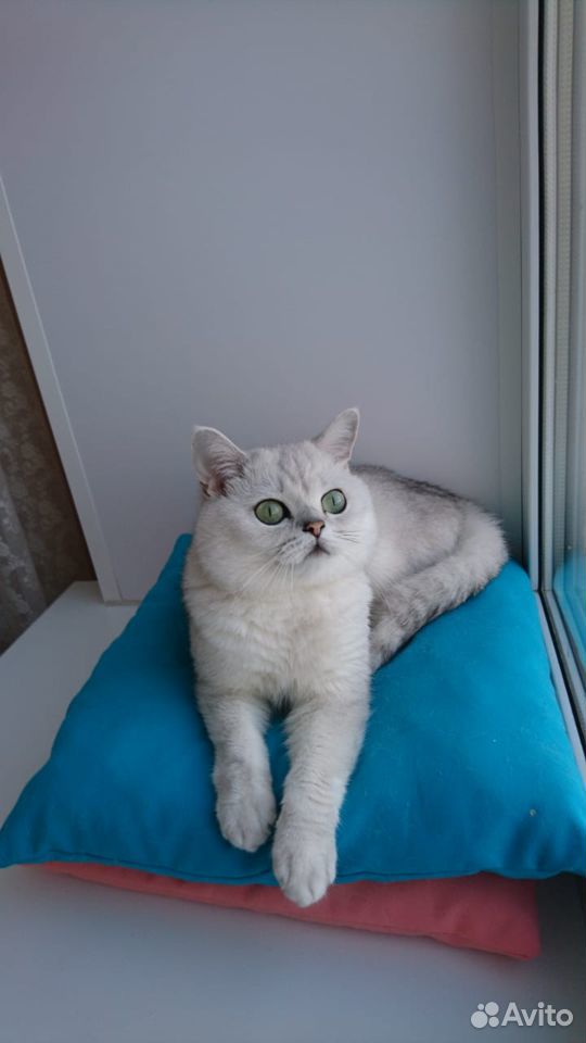 Вязка с шиншилловым котиком