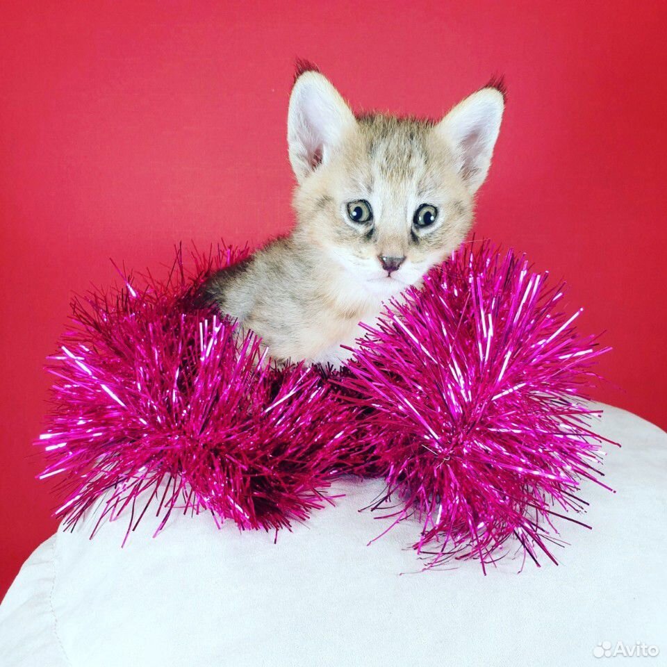 Чаузи ф1 дикого окраса