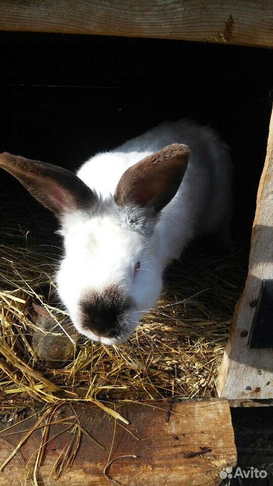 Продаются породистые кролики