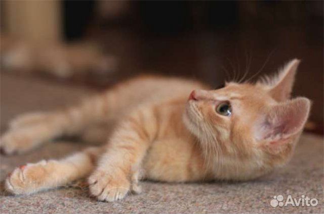 Котенок для детей 9 мес