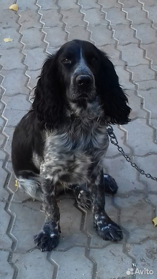 Кобель на вязку