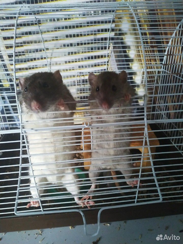 Крысята Дамбо